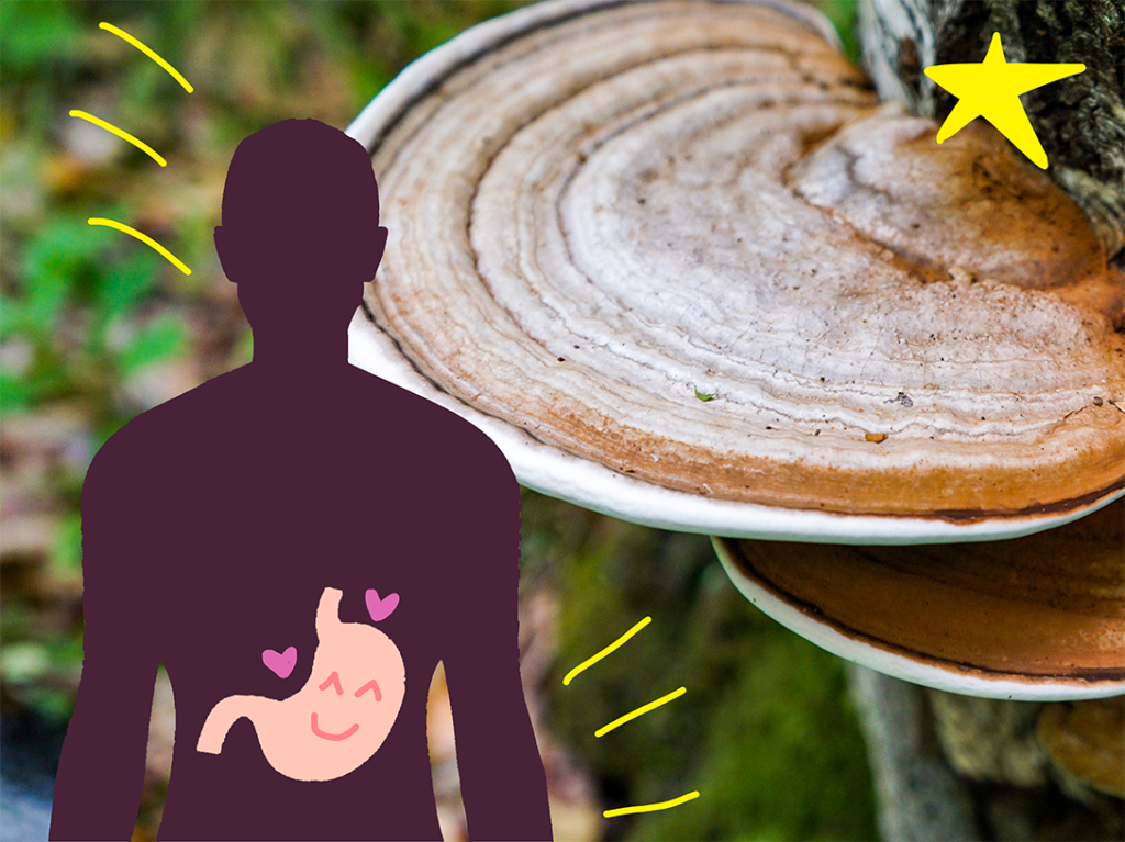 Chaga: Benefits, Uses, and How to Incorporate It Into Your Routine